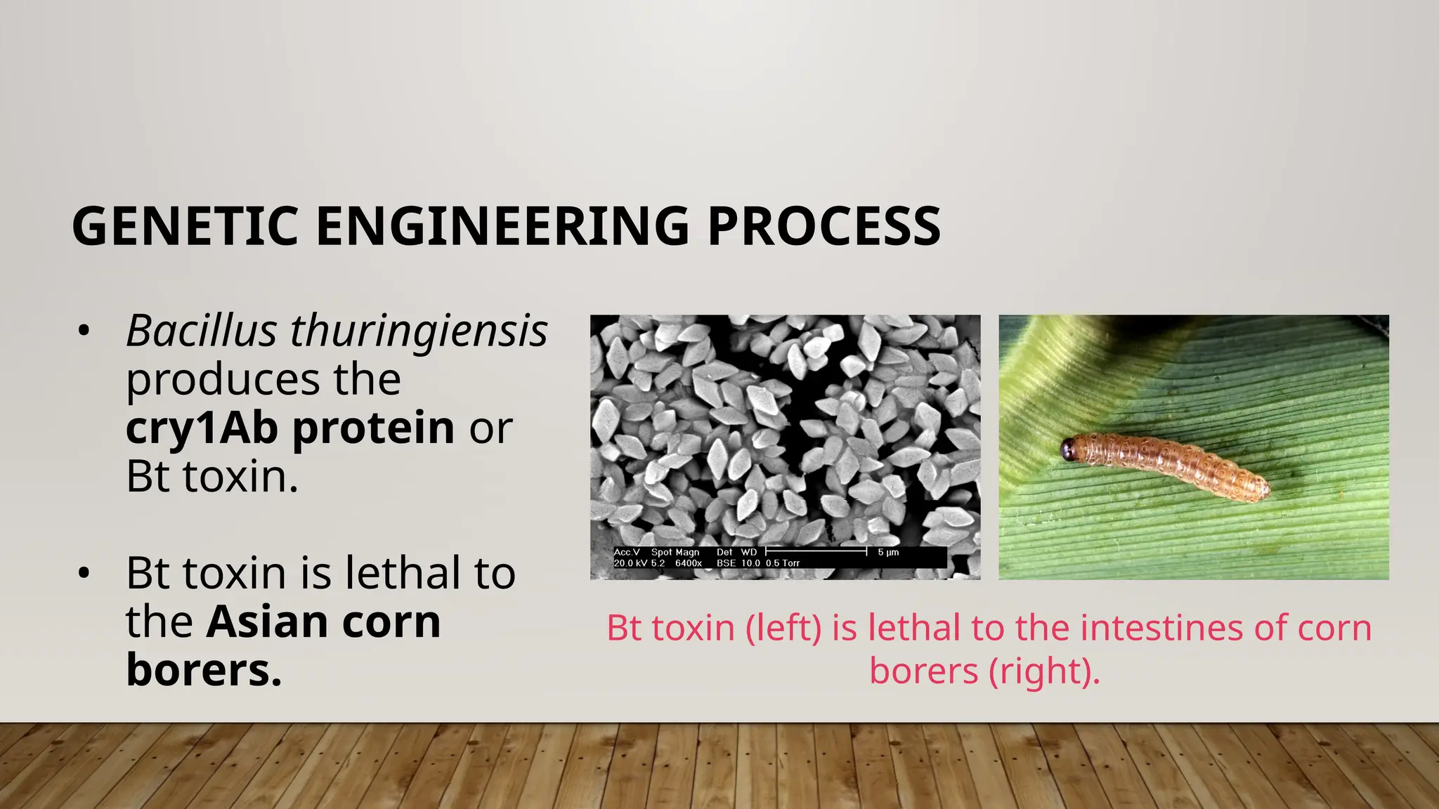 Unit 18 Genes and Genetic Engineering 2.pptx