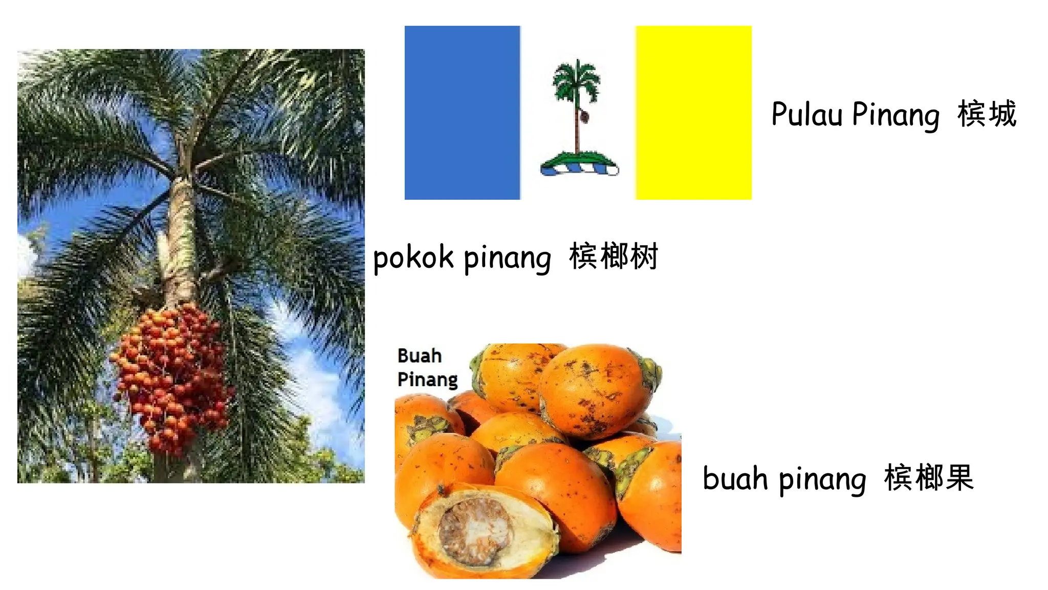 Bahasa Melayu Unit 19. Pokok Pinang.pptx