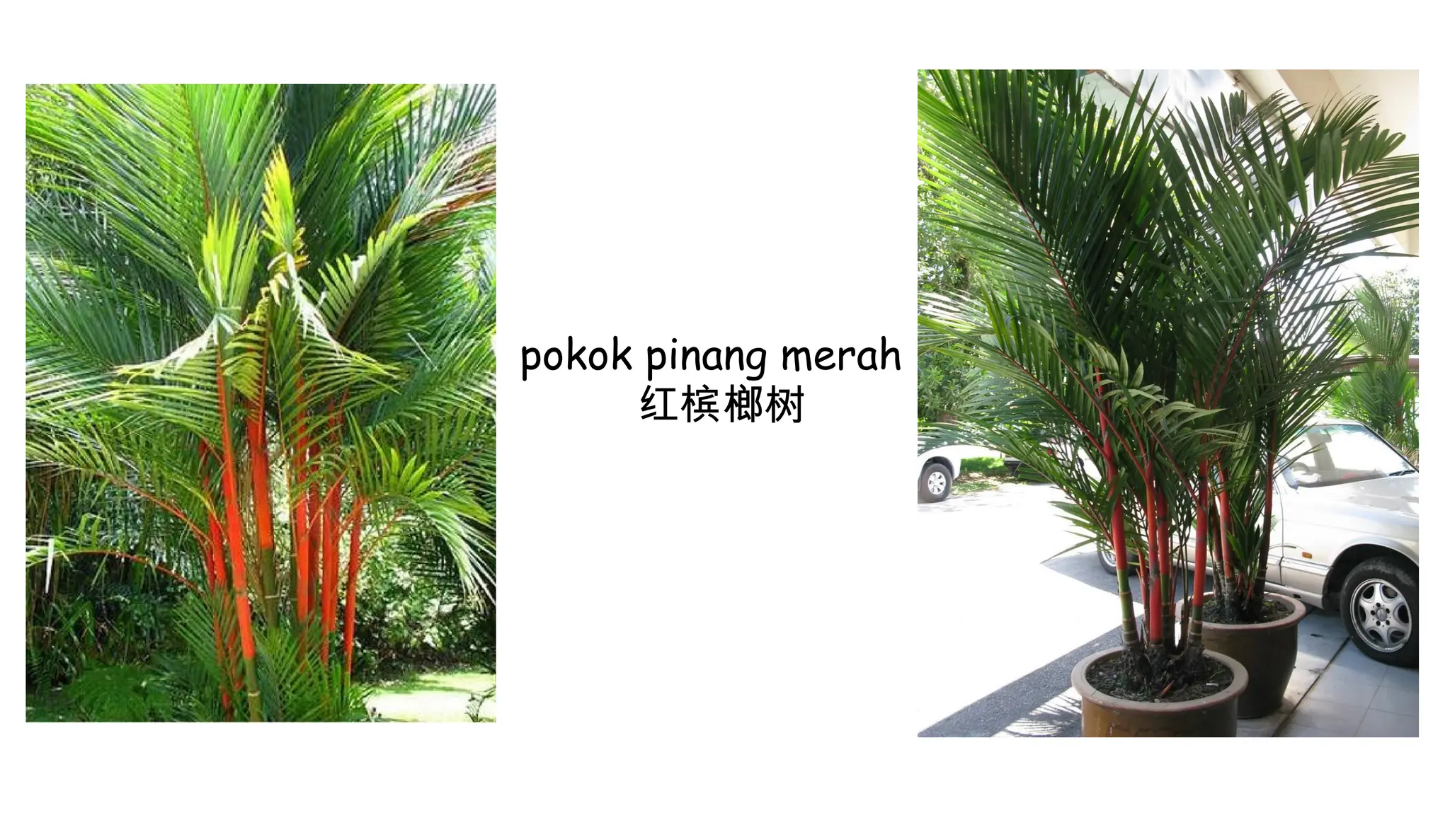 Bahasa Melayu Unit 19. Pokok Pinang.pptx