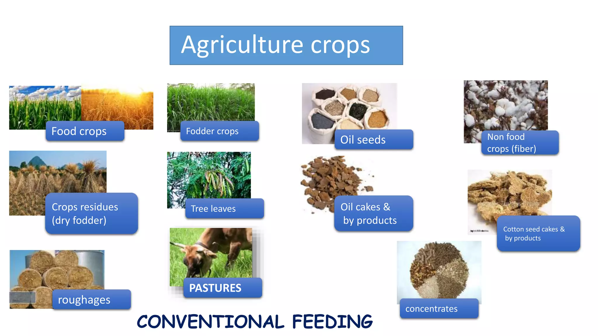 Unit 19 Feed ingredients for ration - Balanced ration.pptx