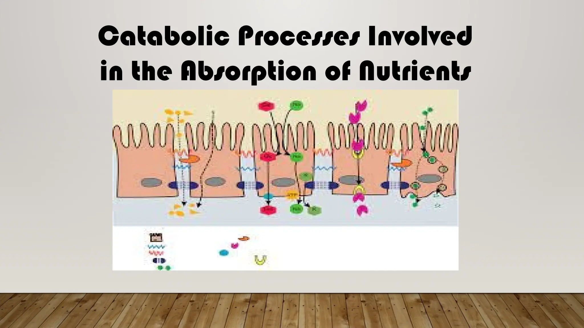 Unit 19 Nutrition Getting Food to Cells 4.pptx