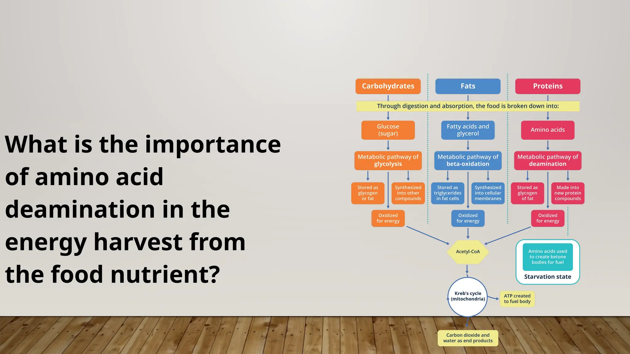 Unit 19 Nutrition Getting Food to Cells 4.pptx