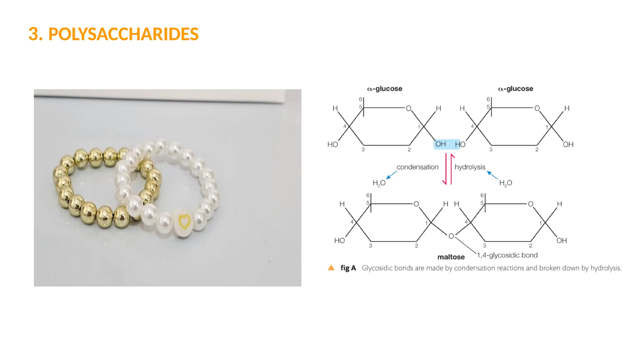 Unit 1A.3 _ CARBOHYDRATES 2_ POLYSACCHARIDES.pptx
