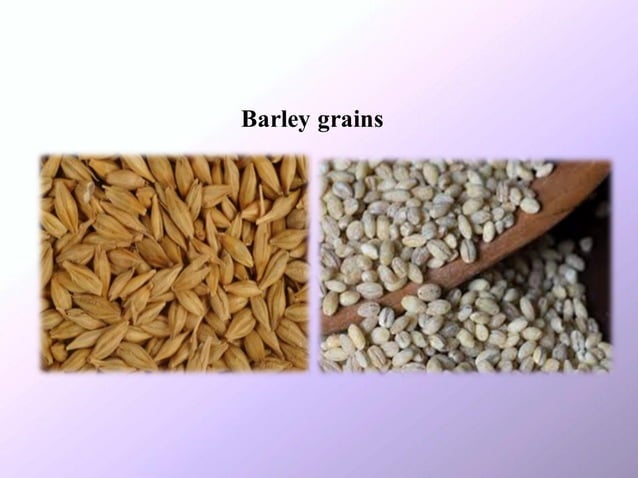 production technology of rabi crops , wheat , barley | PDF ...