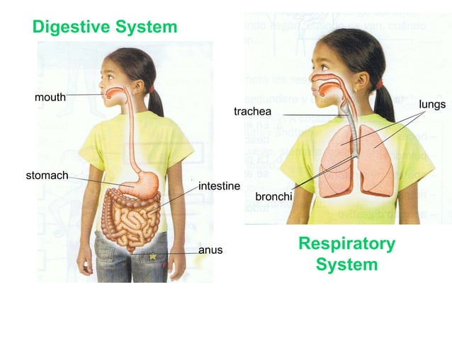 Nutrition & Organs | PPT