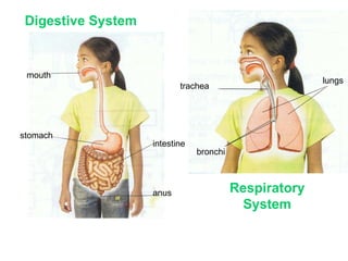 Nutrition & Organs | PPT