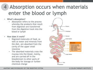 Unit 1 a&p digestive system cti | PPT