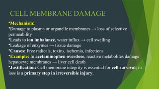 Pathogenesis of Cell Injury Focus on mechanisms: Cell membrane damage ...