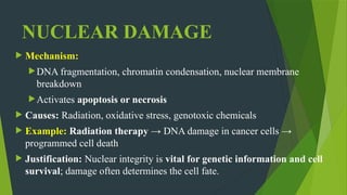 Pathogenesis of Cell Injury Focus on mechanisms: Cell membrane damage ...