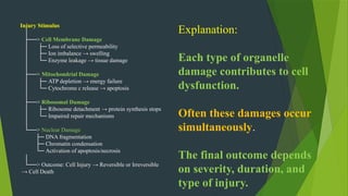 Pathogenesis of Cell Injury Focus on mechanisms: Cell membrane damage ...