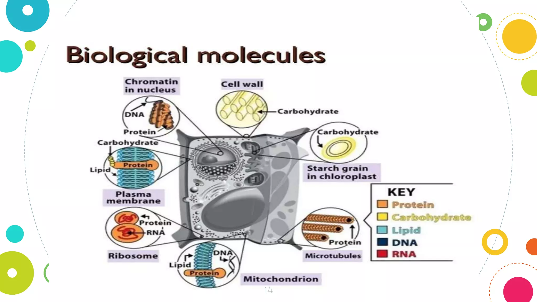 UNIT 1 BIOCHEMISTRY.pptx