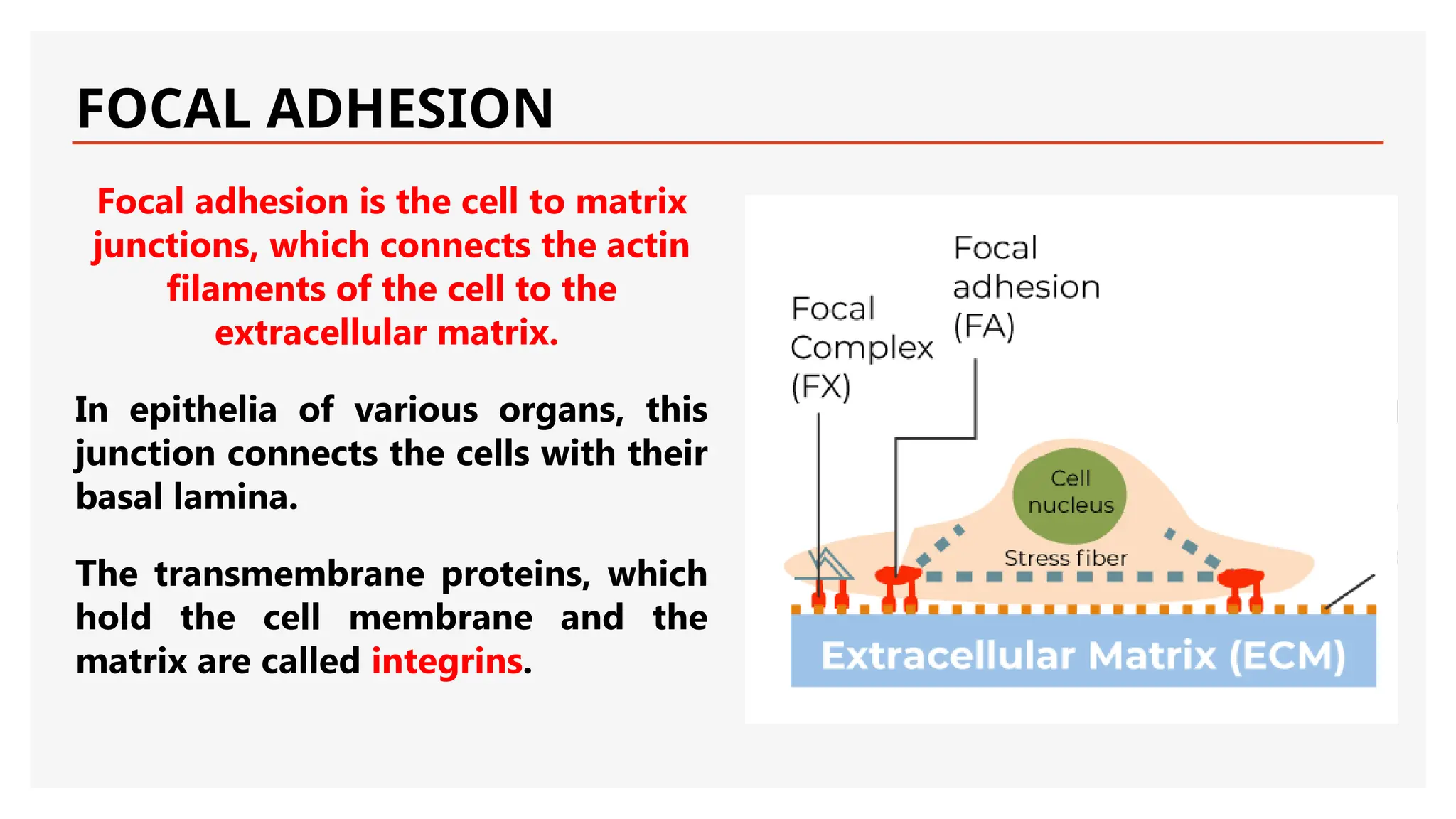 Cell junctions and cellular communications .pptx