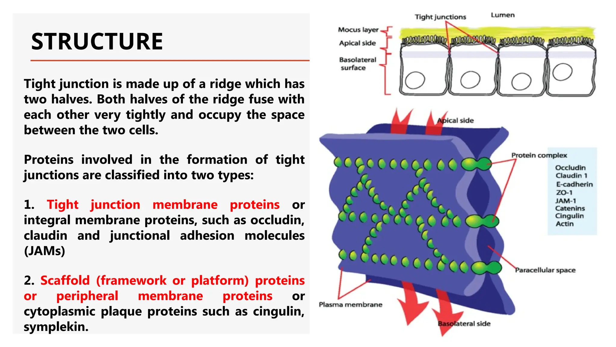 Cell junctions and cellular communications .pptx