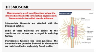 Cell junctions and cellular communications .pptx
