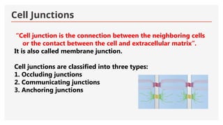 Cell junctions and cellular communications .pptx