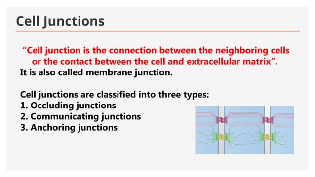 Cell junctions and cellular communications .pptx