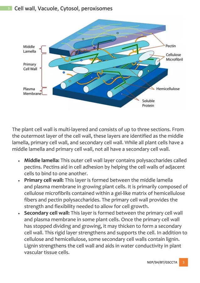 unit 1 cell wall , vacuole.pdf | Biological Sciences | Science