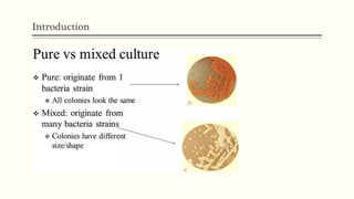 Isolation and Preservation Pure Culture Method | PDF | Chemistry | Science