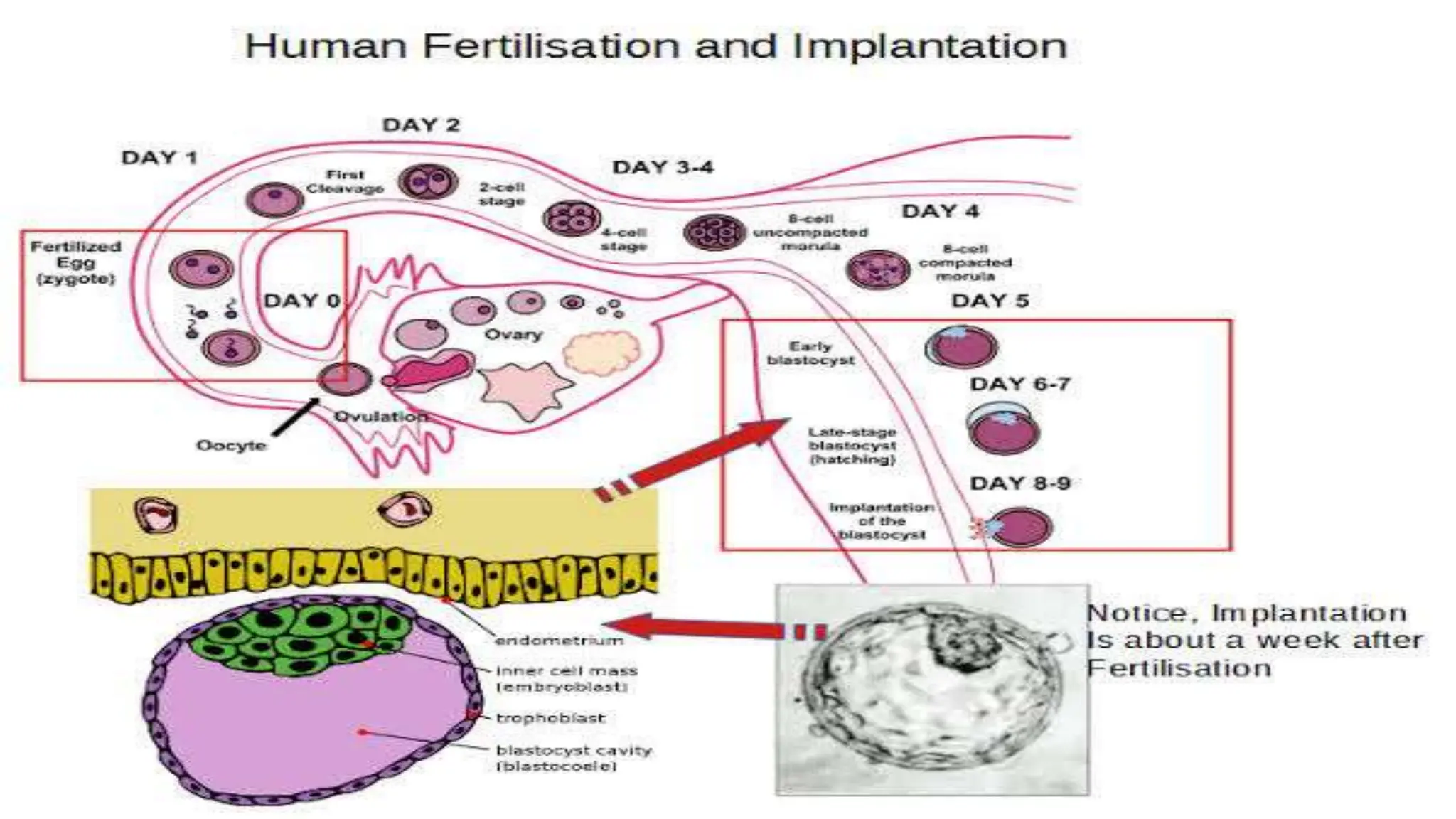 conception from birth life stages .pptx