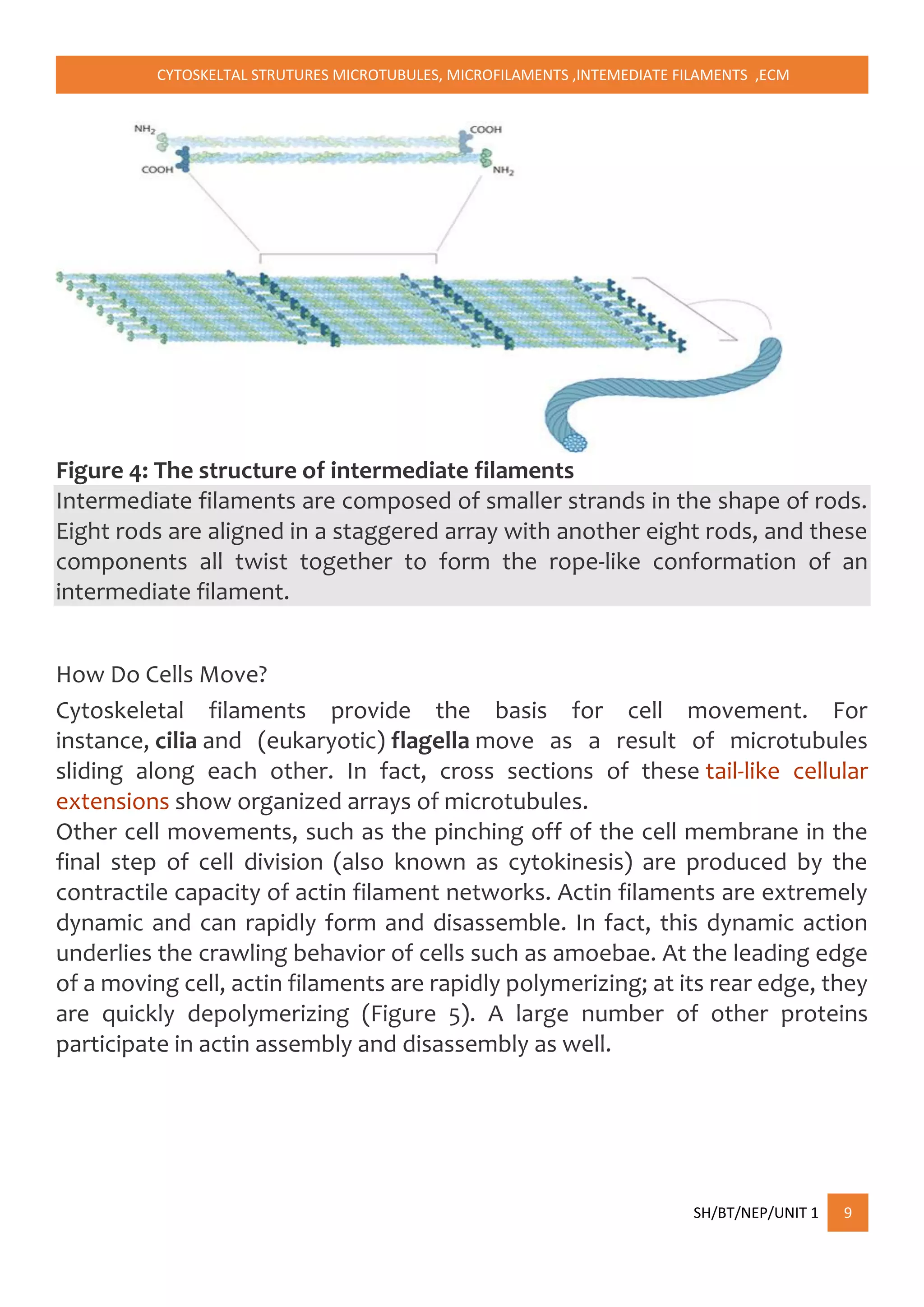 unit 1 cytoskeletal structures ECM docx.pdf sh.pdf