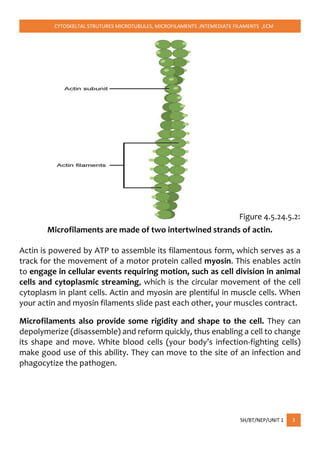 unit 1 cytoskeletal structures ECM docx.pdf sh.pdf
