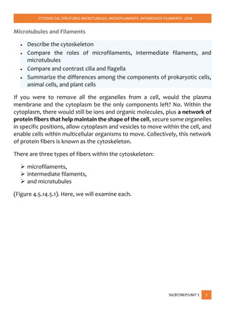 Intermediate Filaments In An Animal Cell