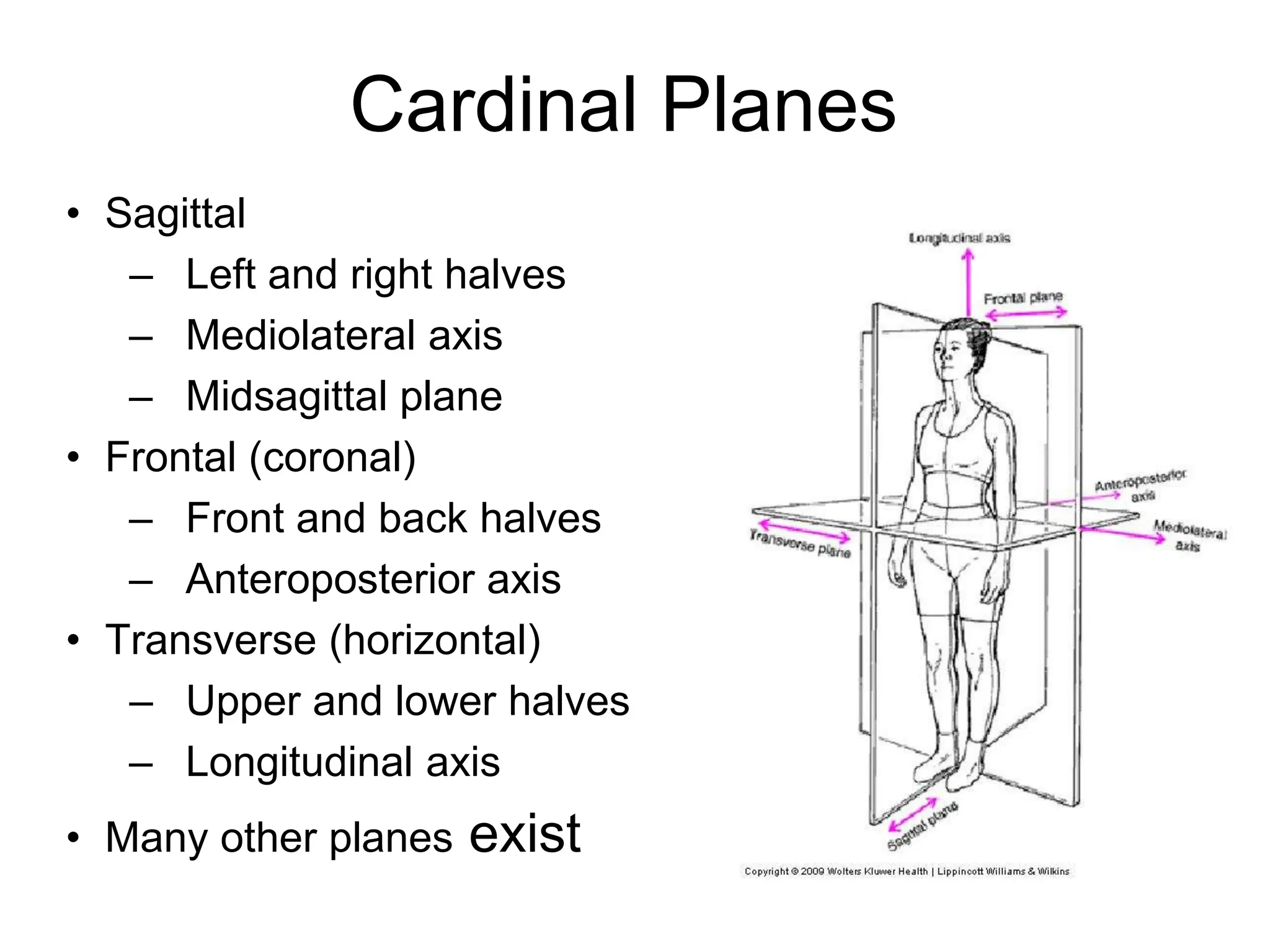 _Unit_1_Directional_and_Anatomical_Location_Terminology[1].ppt