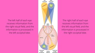 Psychology Unit 1 The brain | PDF