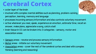 Psychology Unit 1 The brain | PDF