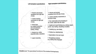 Psychology Unit 1 The brain | PDF