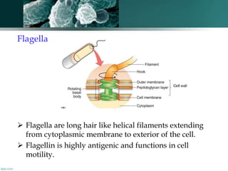 General Biology - Ultra structure of Prokaryotes - Dr. S. Ganesh | PPT