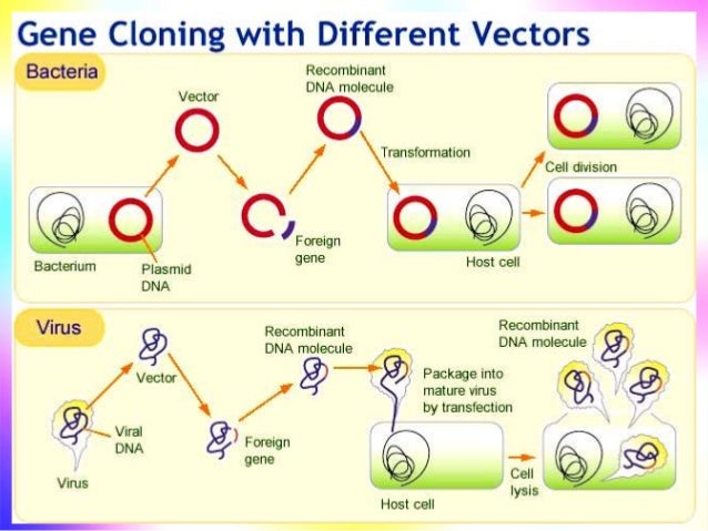 Unit 1 genetic engineering