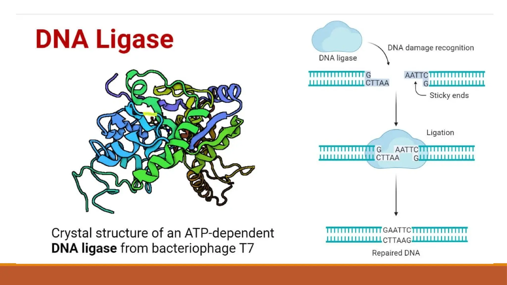 GENETIC ENGINEERING Introduction and Application | PPT