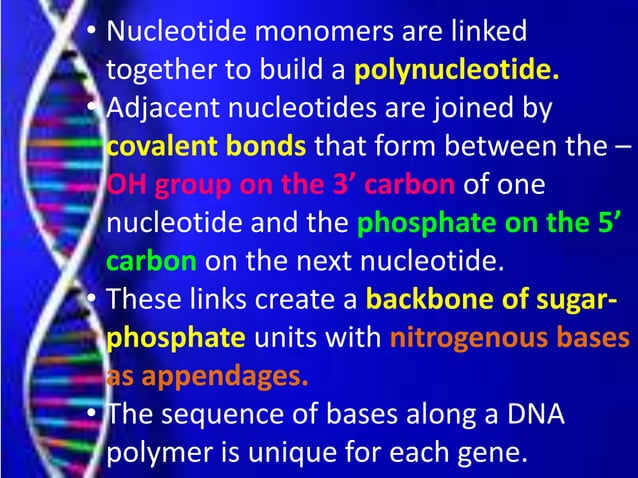 Unit 1 Genetics Nucleic Acids Dna Ppt