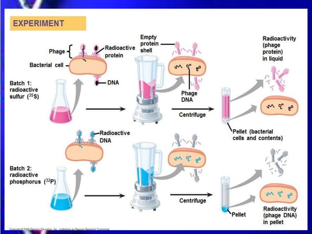 Unit 1 genetics nucleic acids dna | PPT