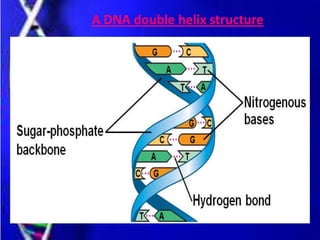 Unit 1 genetics nucleic acids dna | PPTX