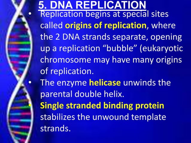 Unit 1 genetics nucleic acids dna | PPT
