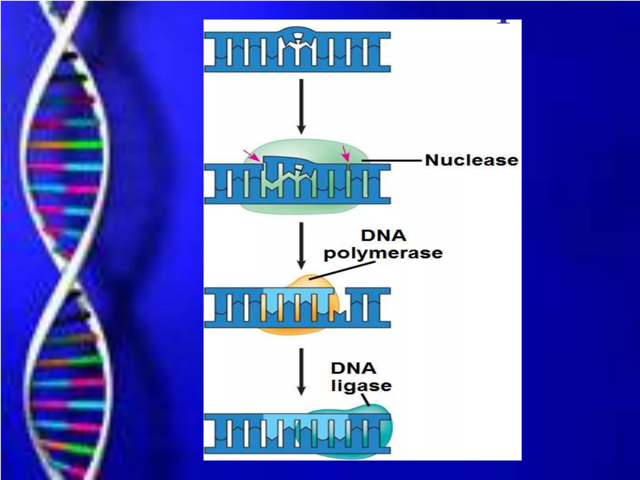 Unit 1 genetics nucleic acids dna | PPT