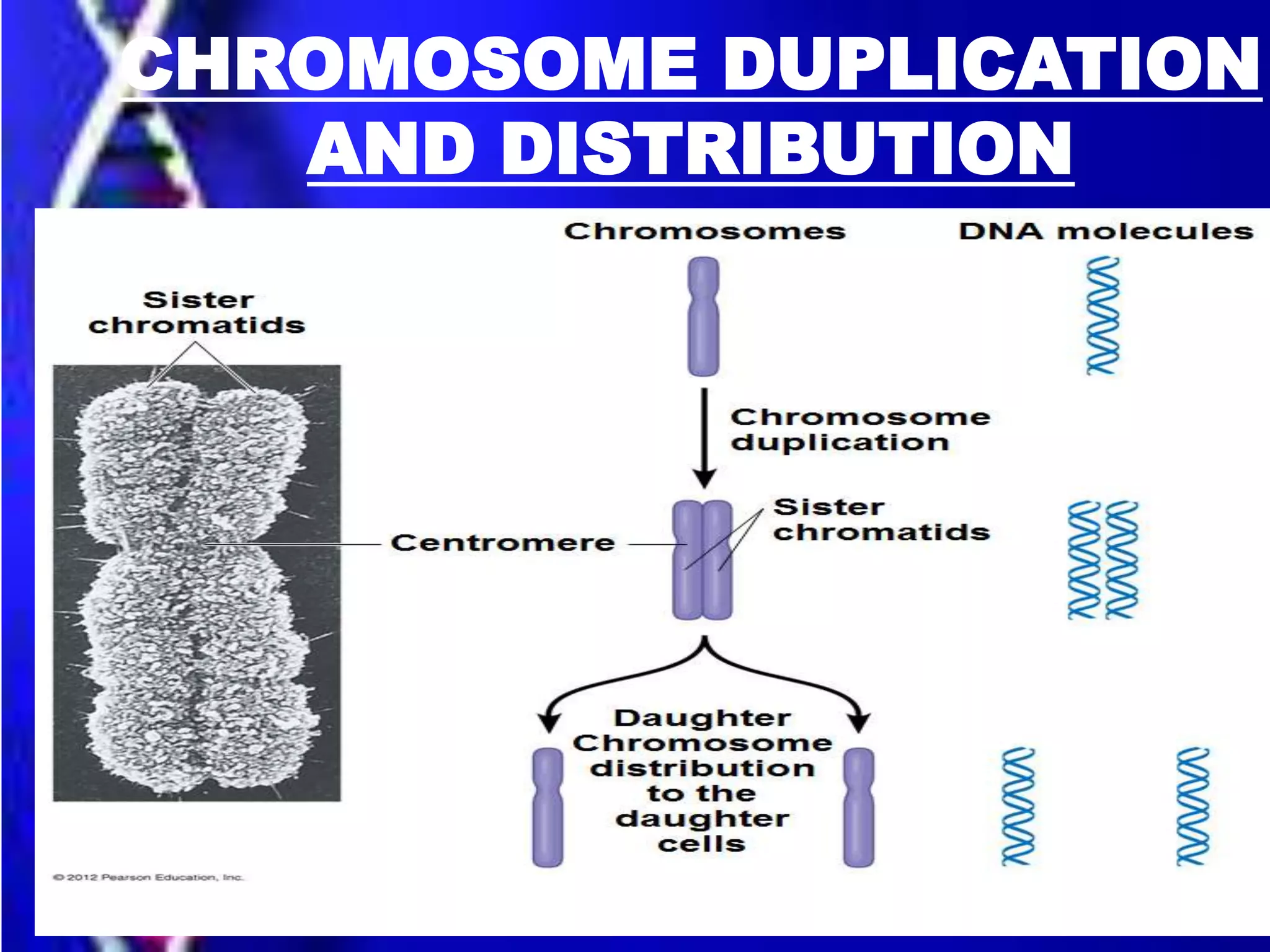 Unit 1 genetics nucleic acids dna | PPTX