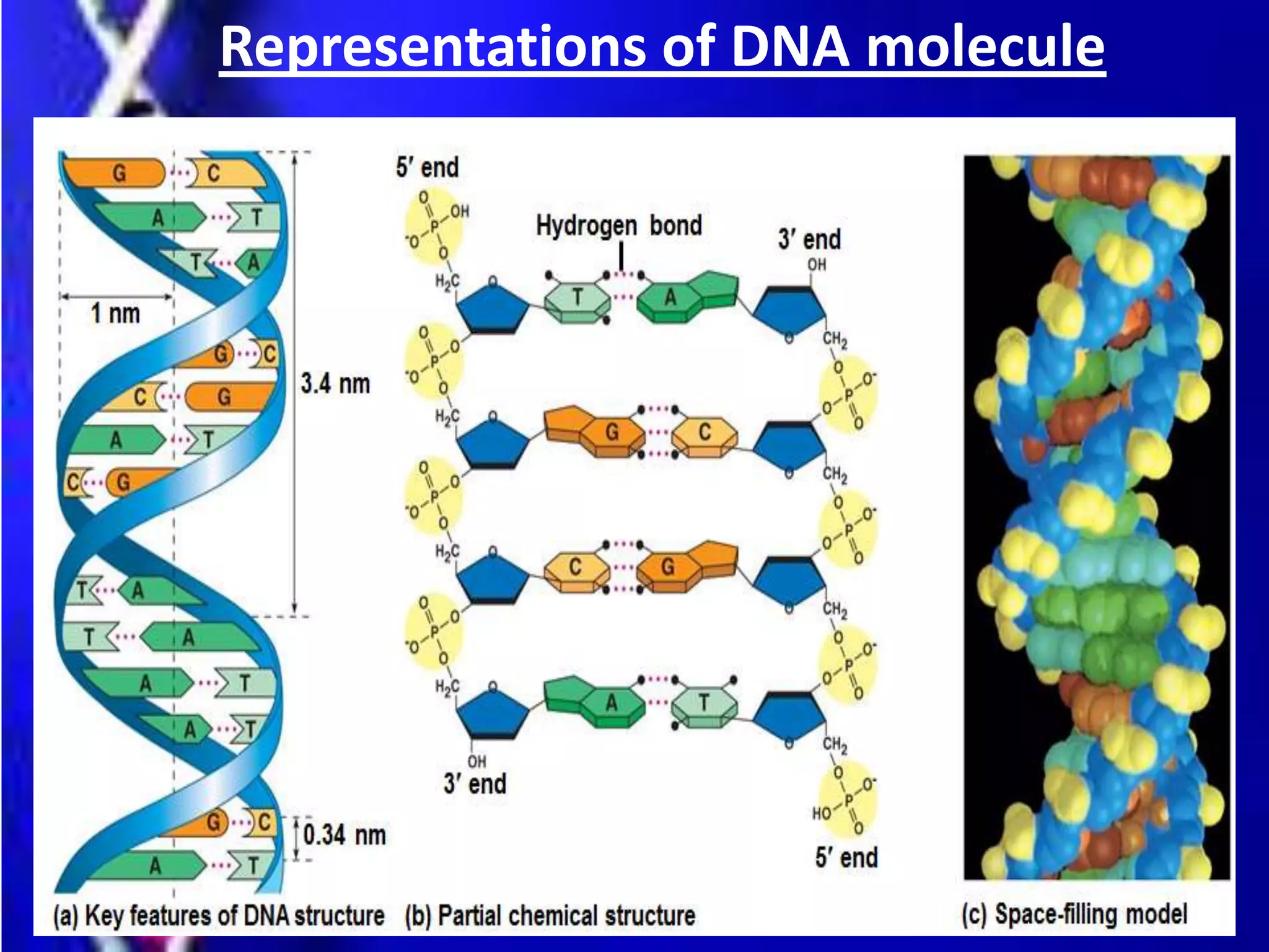 Unit 1 genetics nucleic acids dna | PPT