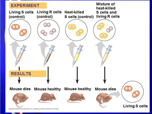 Unit 1 genetics nucleic acids dna | PPT