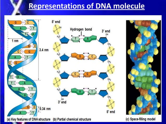 Unit 1 genetics nucleic acids dna | PPT