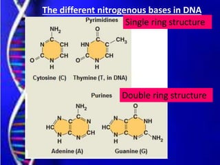 Unit 1 genetics nucleic acids dna