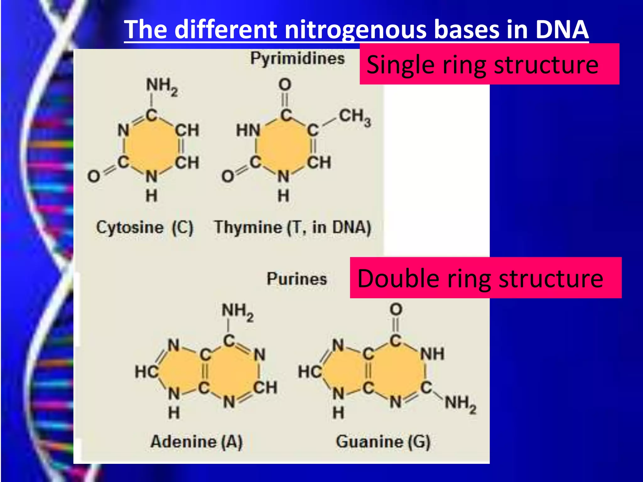 Unit 1 genetics nucleic acids dna | PPT