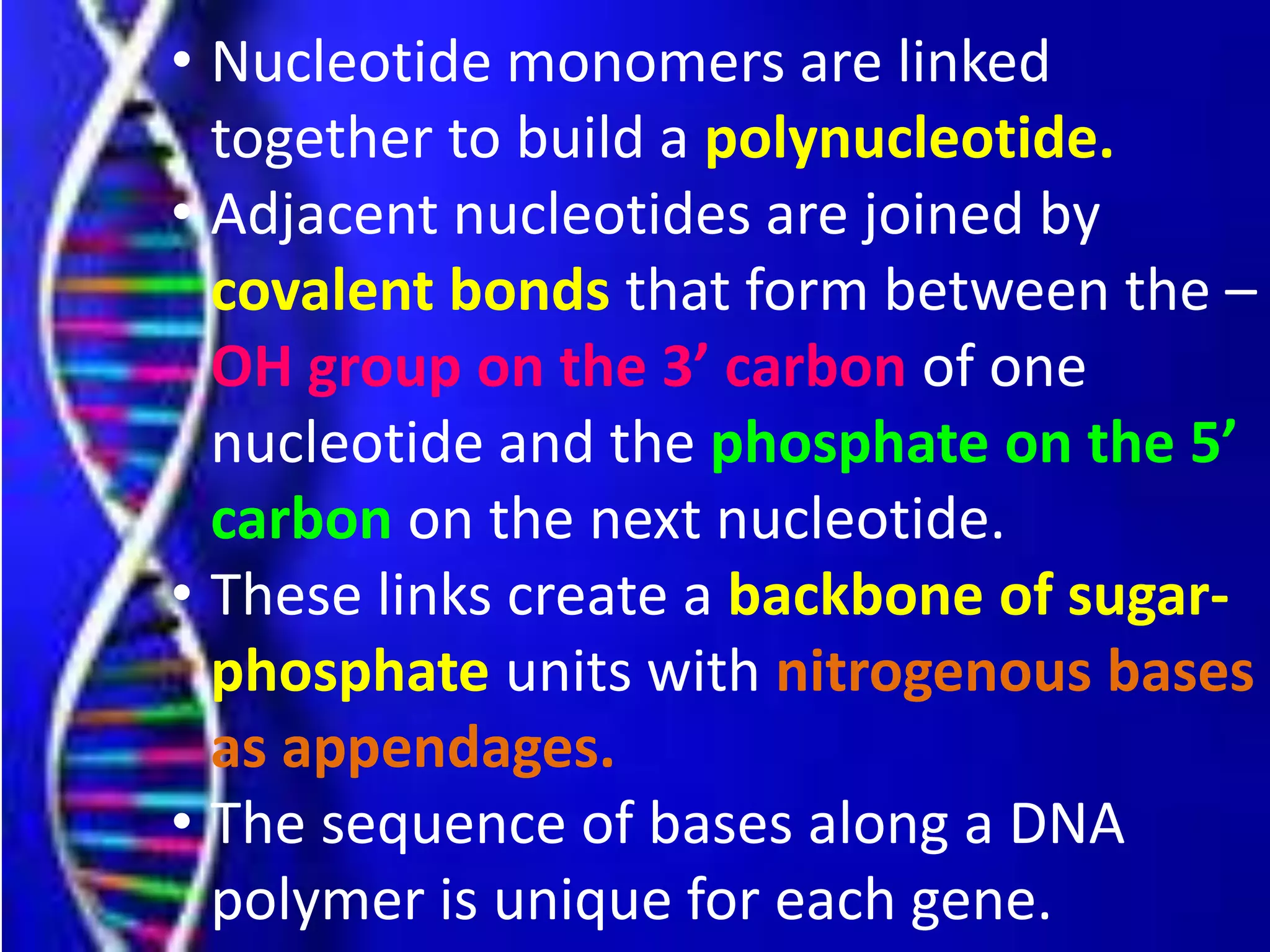 Unit 1 genetics nucleic acids dna | PPTX