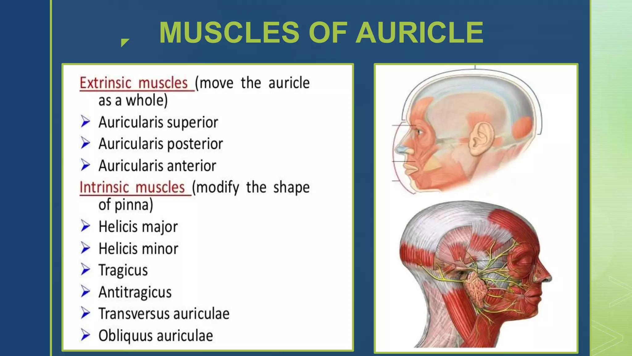 OUTER EAR MASLP | PPTX