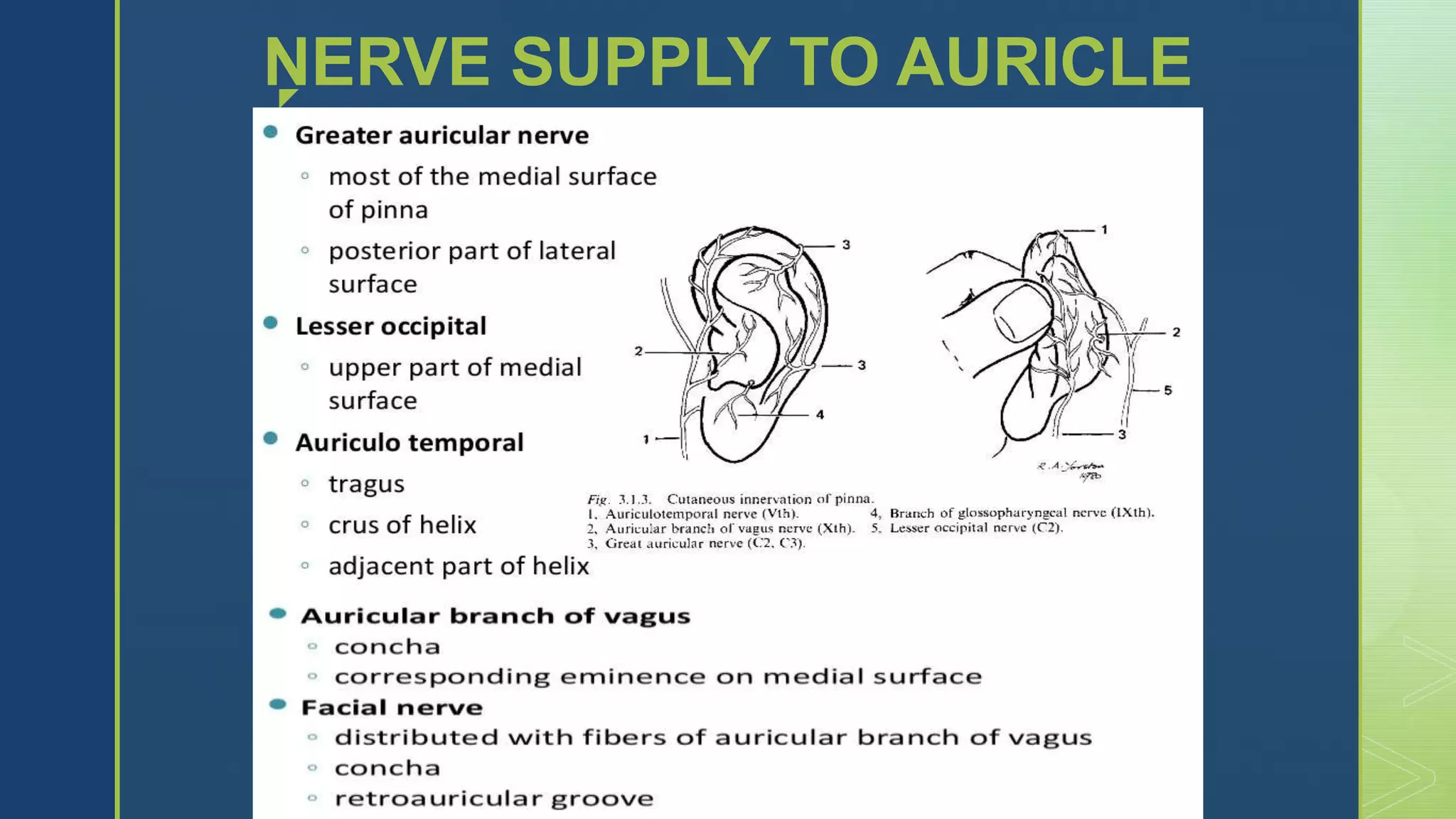 OUTER EAR MASLP | PPTX
