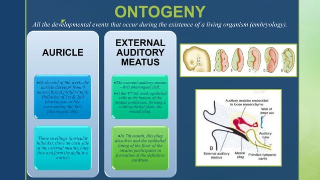 OUTER EAR MASLP | PPT