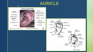 OUTER EAR MASLP | PPT