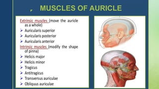 OUTER EAR MASLP | PPT